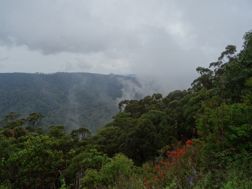 Surfer Paradise et Springbrook NP 2 décembre - voyageravecnous